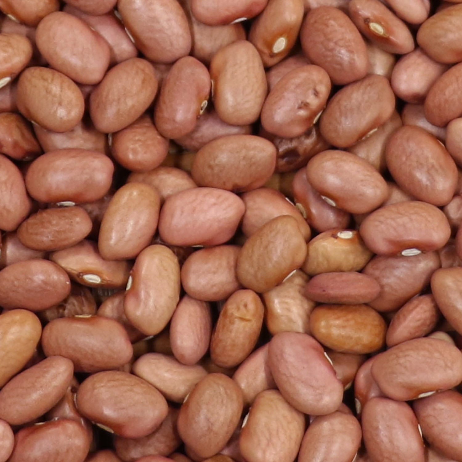Seeds > Beans - Common – Native-Seeds-Search
