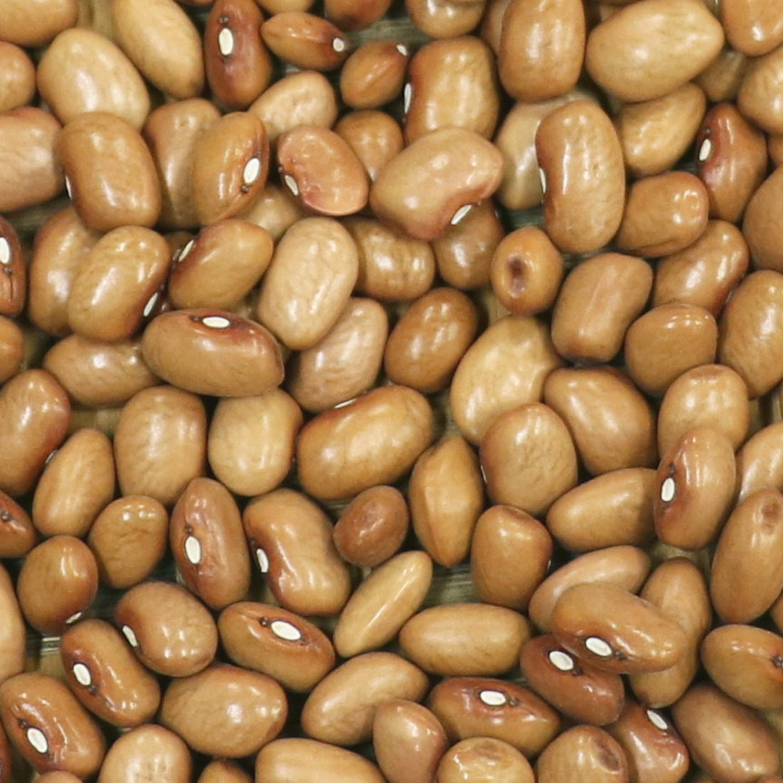 Seeds > Beans - Common – Native-Seeds-Search