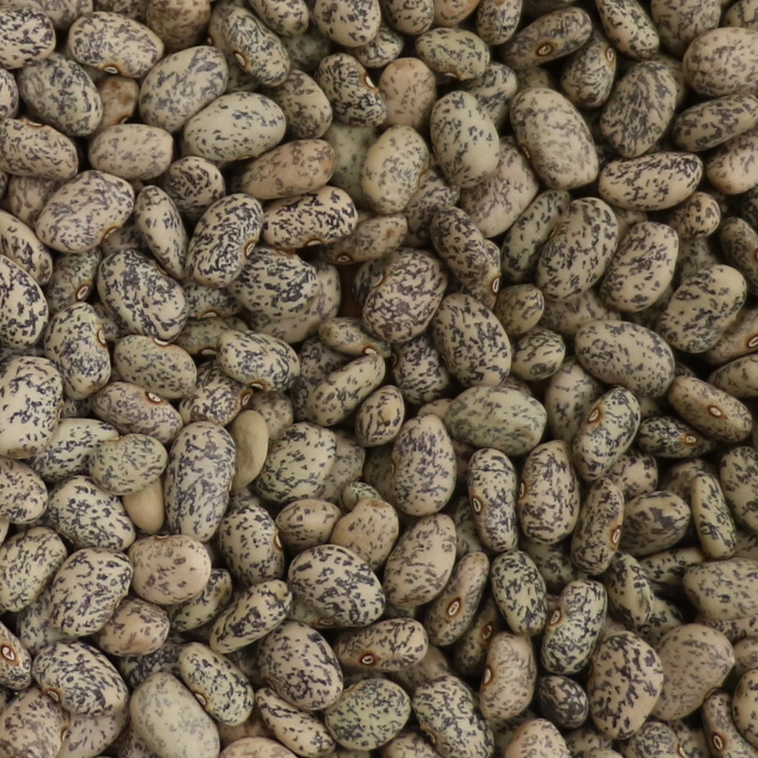 Native Seeds Search: Specializing in drought tolerant heirloom seeds ...