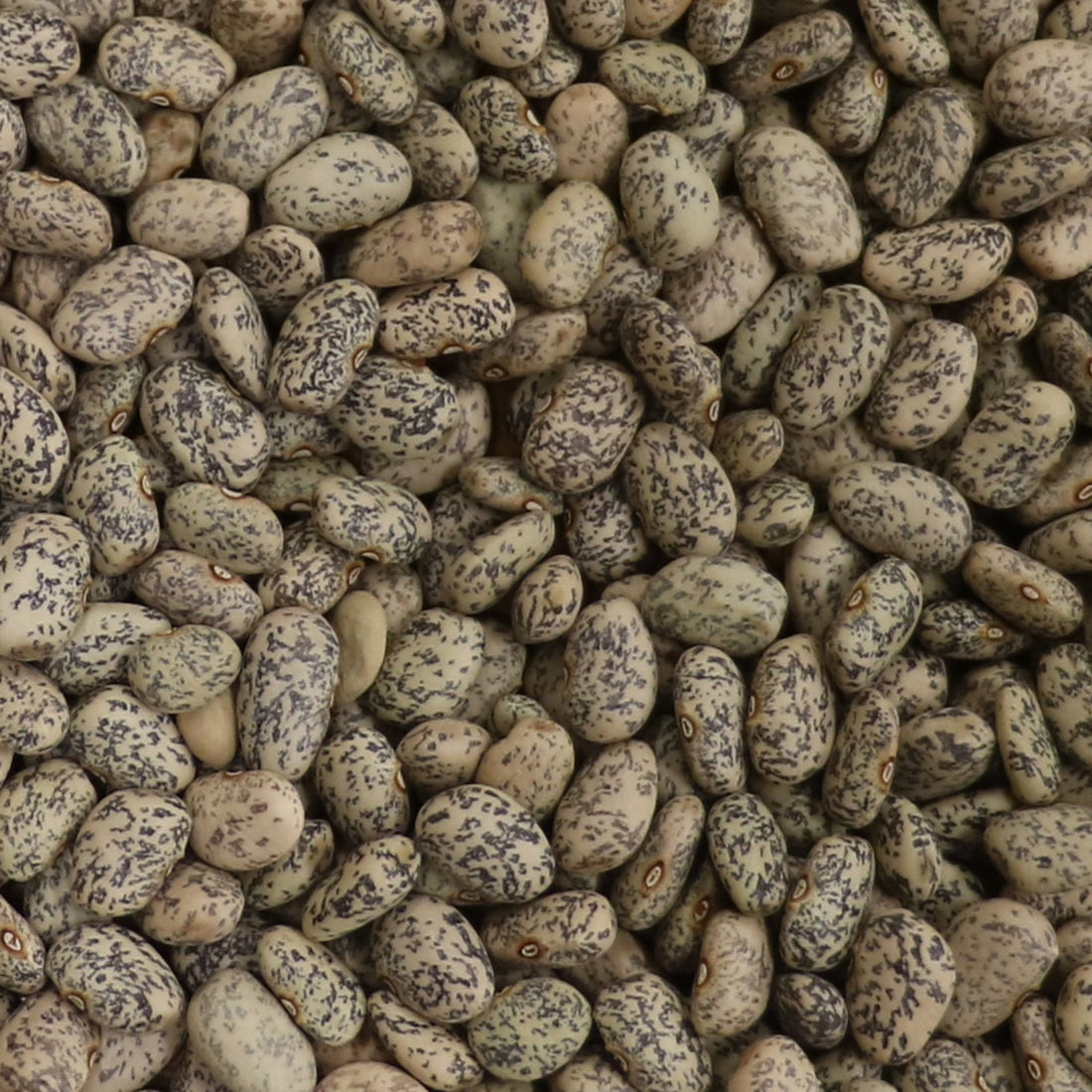Seeds > Beans - Tepary – Native-Seeds-Search