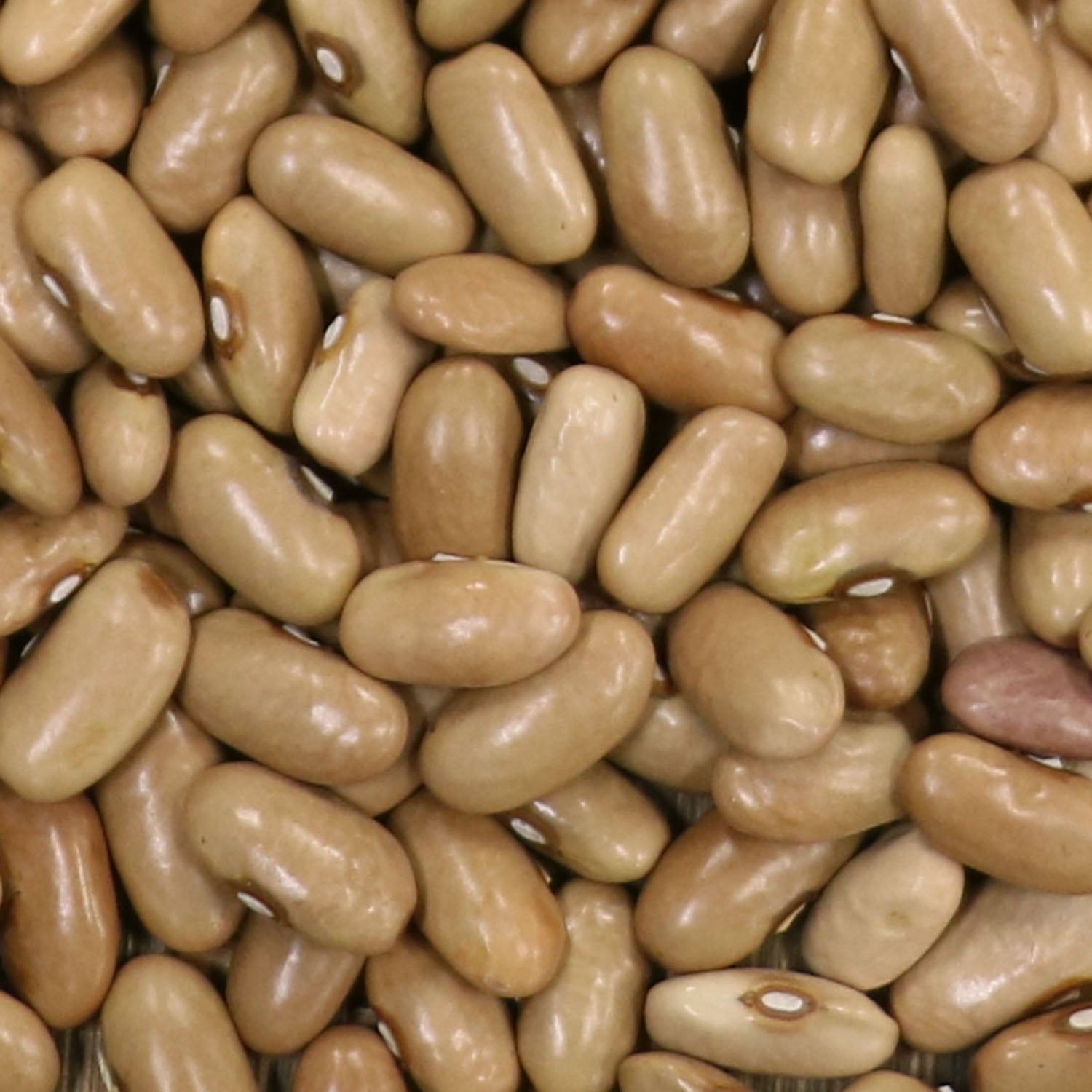 Seeds > Beans - Common – Native-Seeds-Search