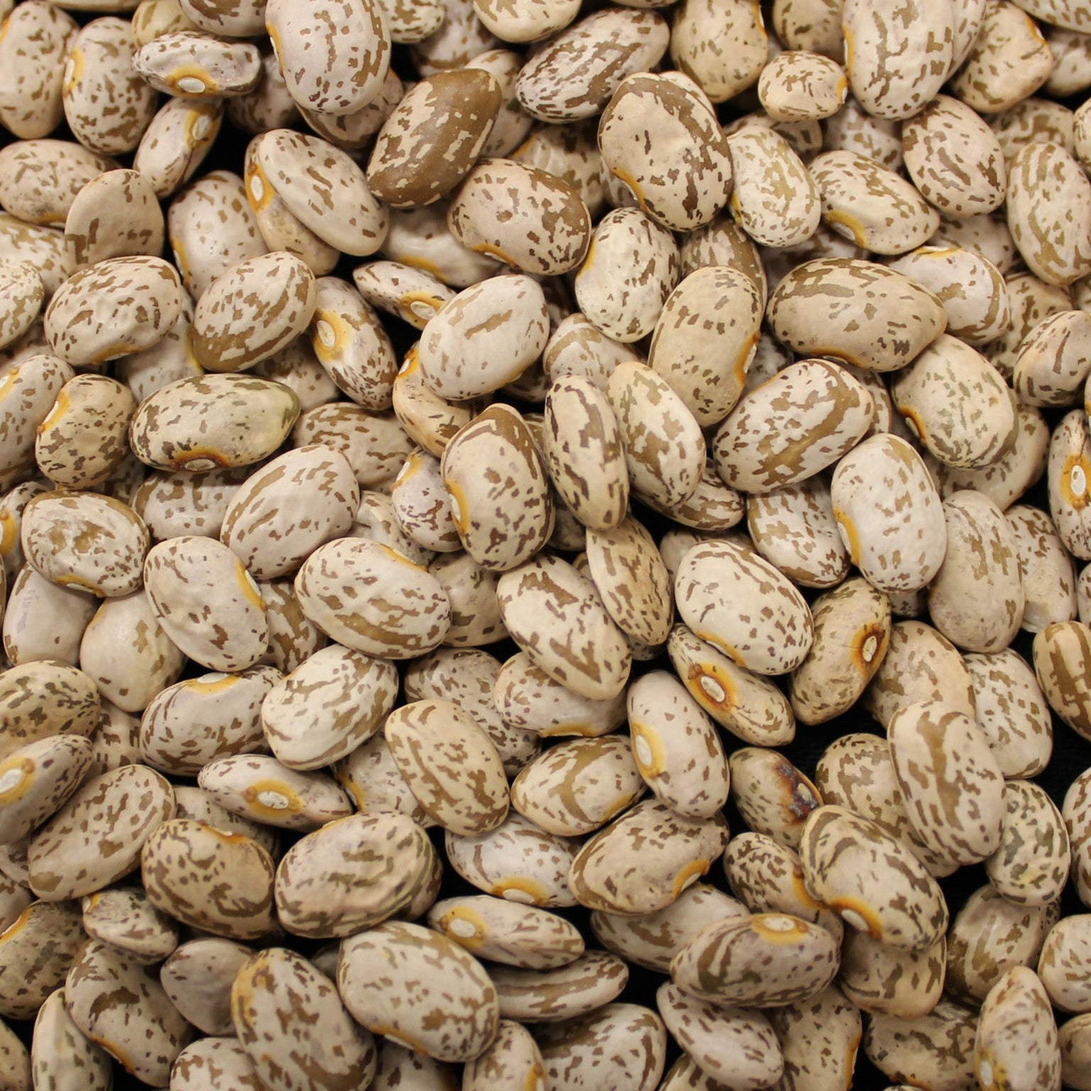 Seeds > Beans - Common – Native-Seeds-Search