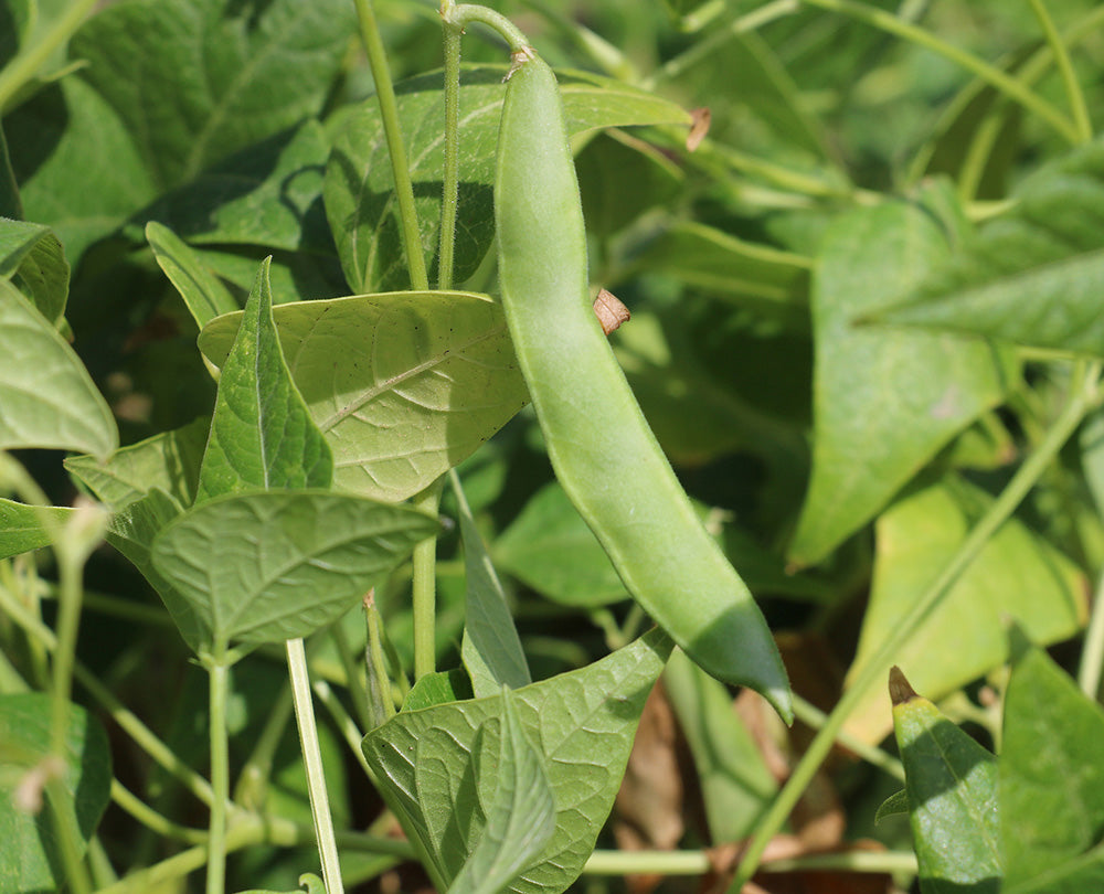 NASS > O'odham – Native-Seeds-Search