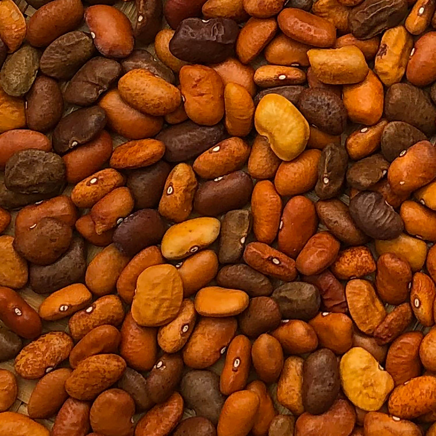 NASR > Paiute – Native-Seeds-Search