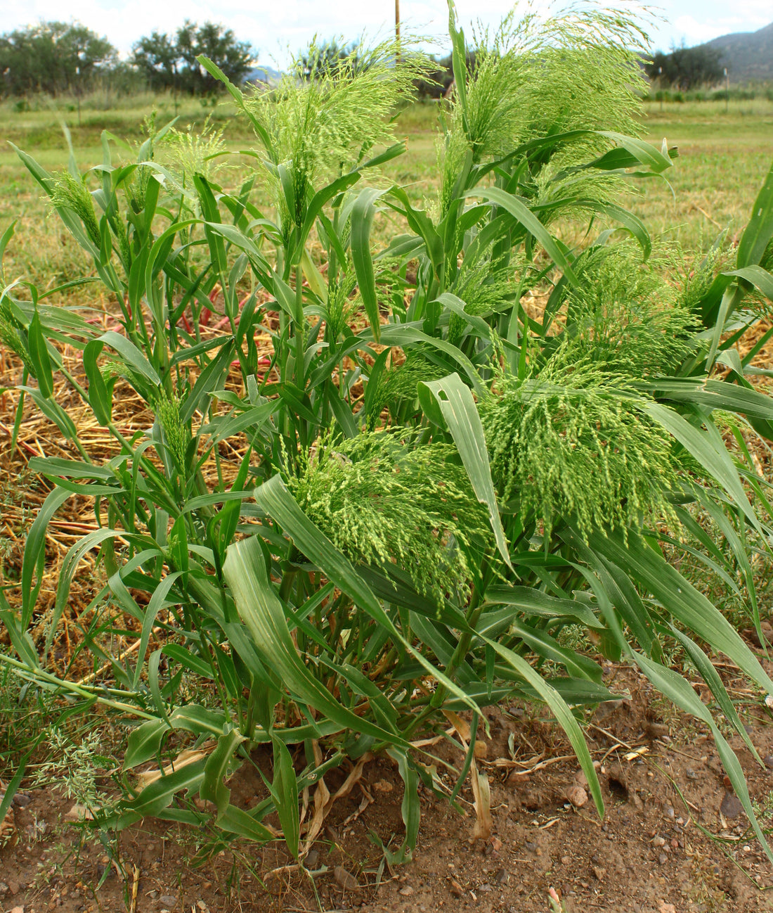 Seeds > Panic Grass – Native-Seeds-Search