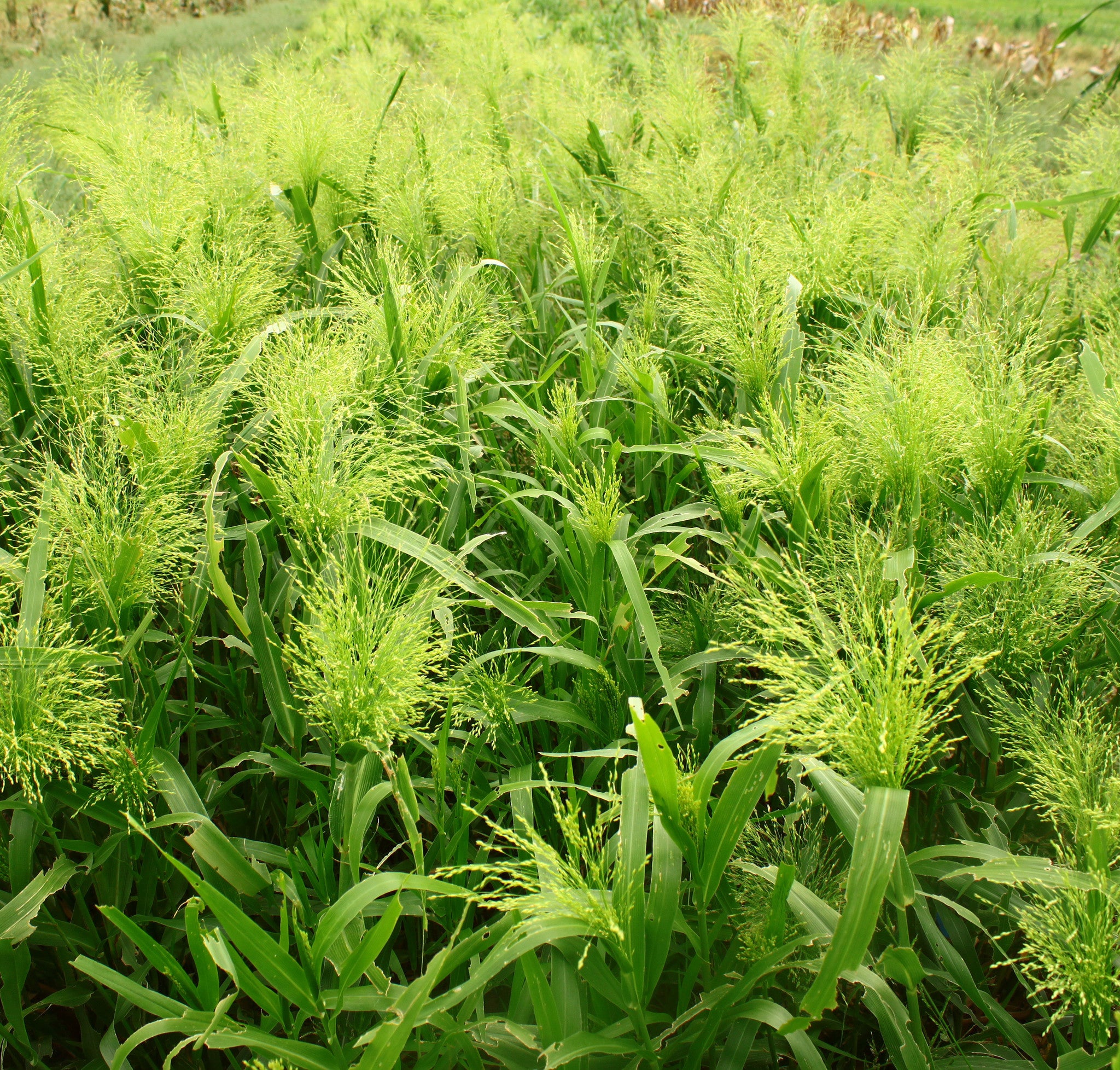 Native Seeds Search: Specializing in drought tolerant heirloom seeds ...