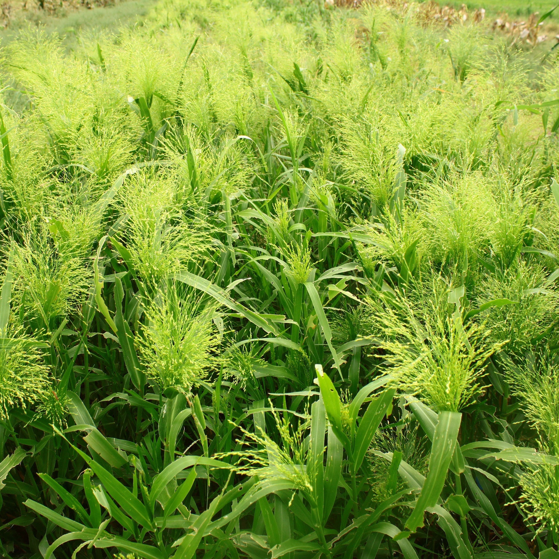 Native Seeds Search: Specializing in drought tolerant heirloom seeds ...