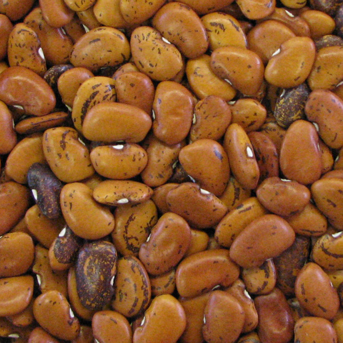 Hawol – Native-Seeds-Search