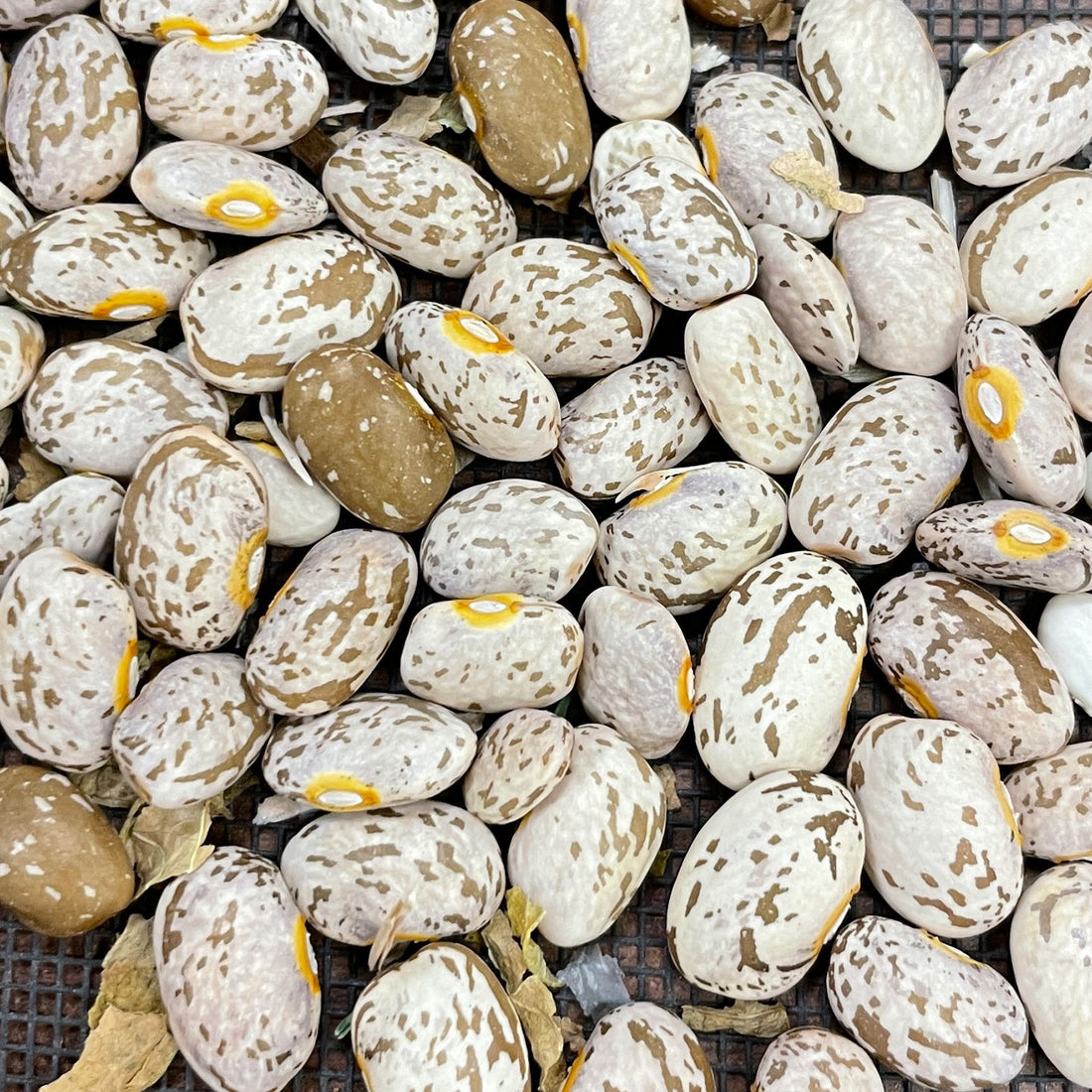 Seeds > Beans - Common – Native-Seeds-Search