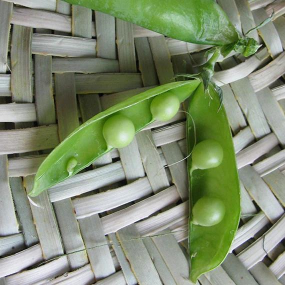 NASR > O'odham – Native-Seeds-Search