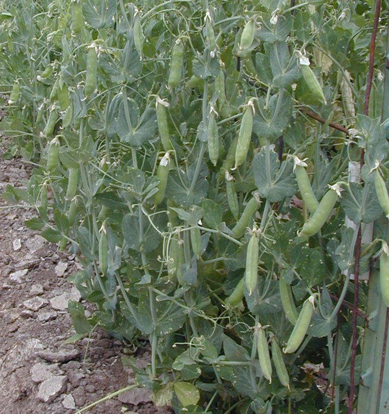 NASS > O'odham – Native-Seeds-Search