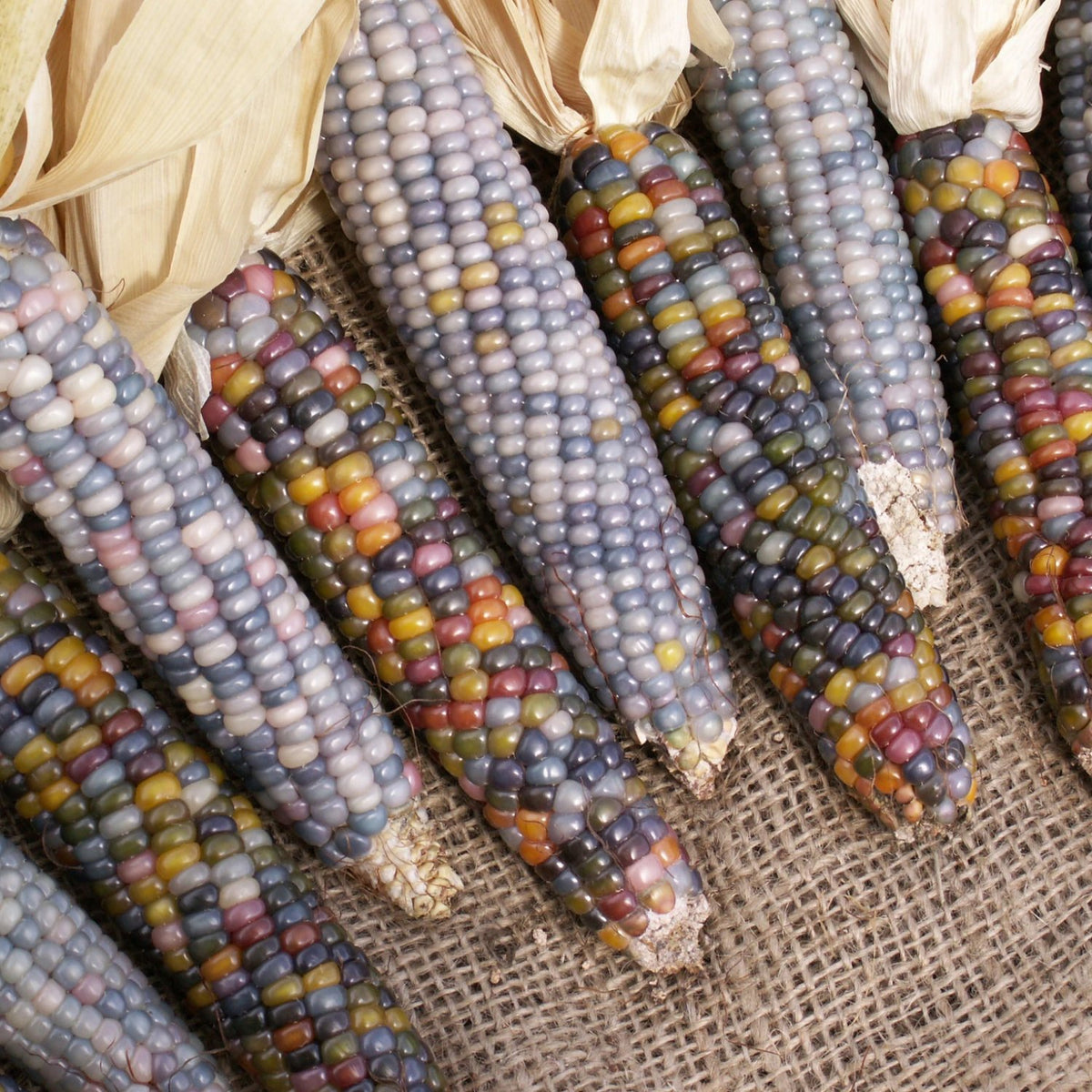 Glass Gem Corn, Glass Gem, Carl's Glass Gem, Carl's Glass Gem Corn ...