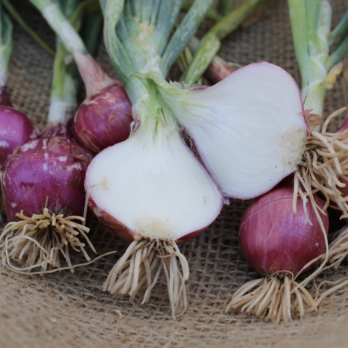 Red Creole – Native-Seeds-Search