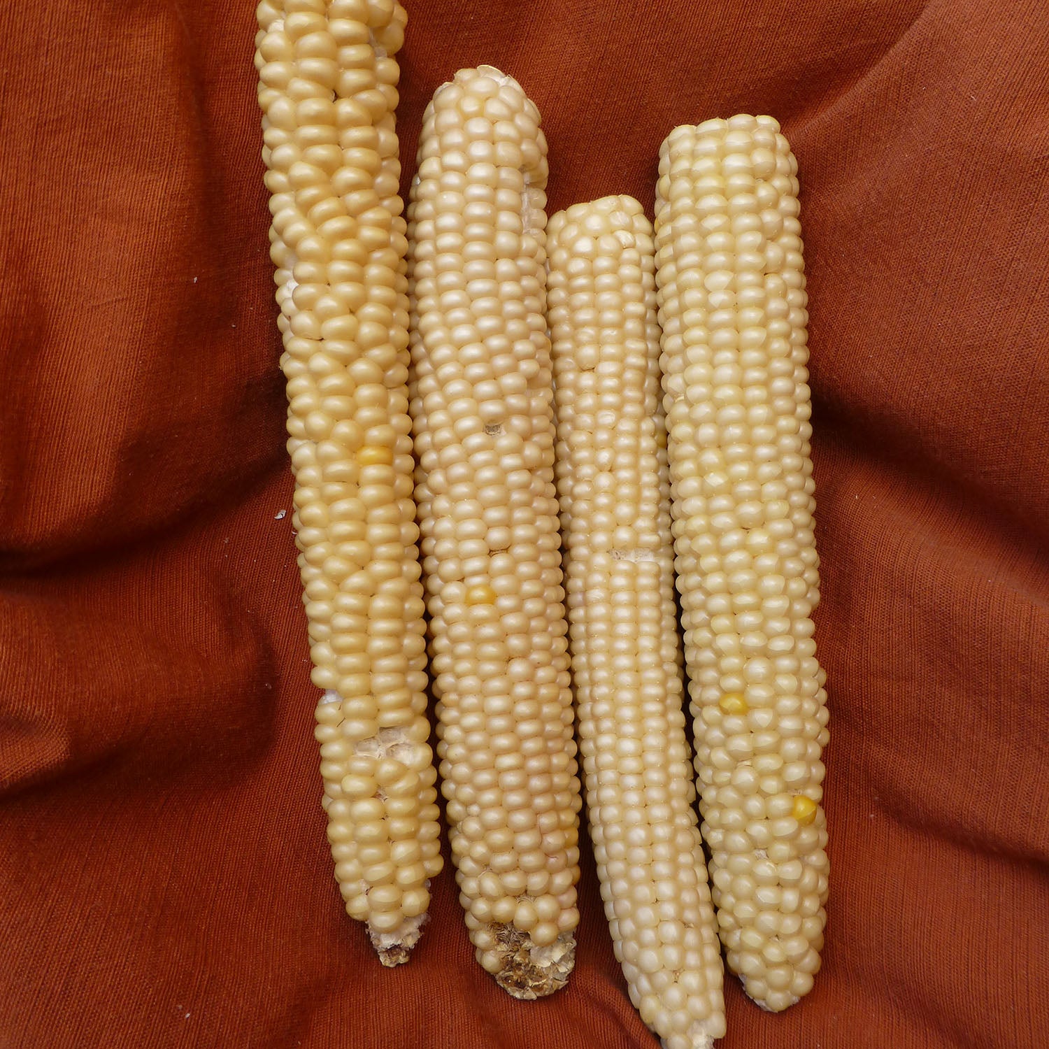 NASS > Corn - Flour/Flint – Native-Seeds-Search