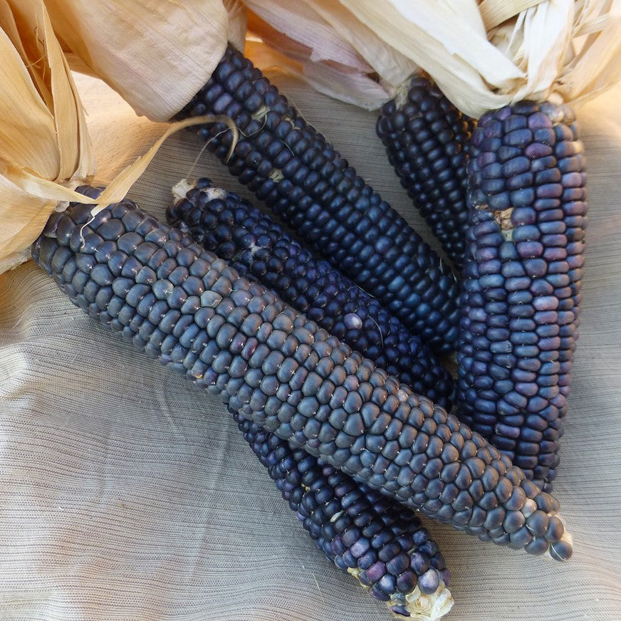 Hopi Blue Corn