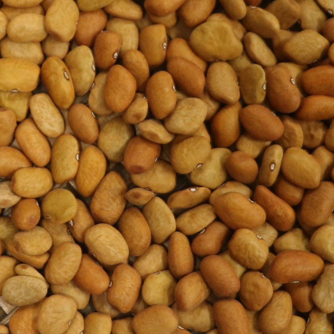 Seeds > Beans - Tepary – Native-Seeds-Search