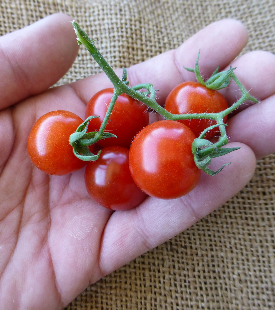 Texas Wild Cherry – Native-Seeds-Search