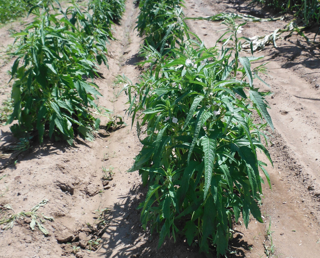 Benne – Native-Seeds-Search