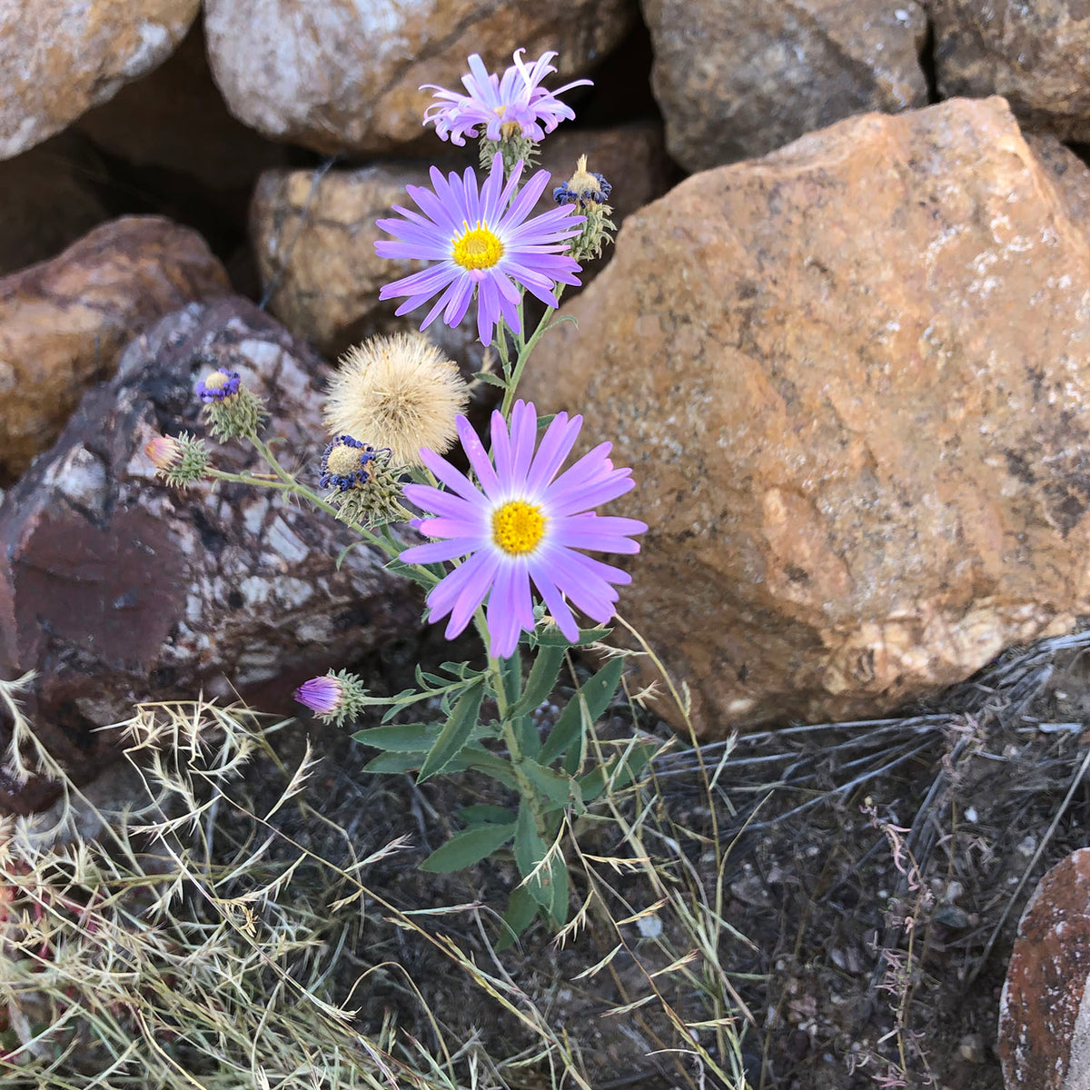Tahoka Daisy – Native-Seeds-Search
