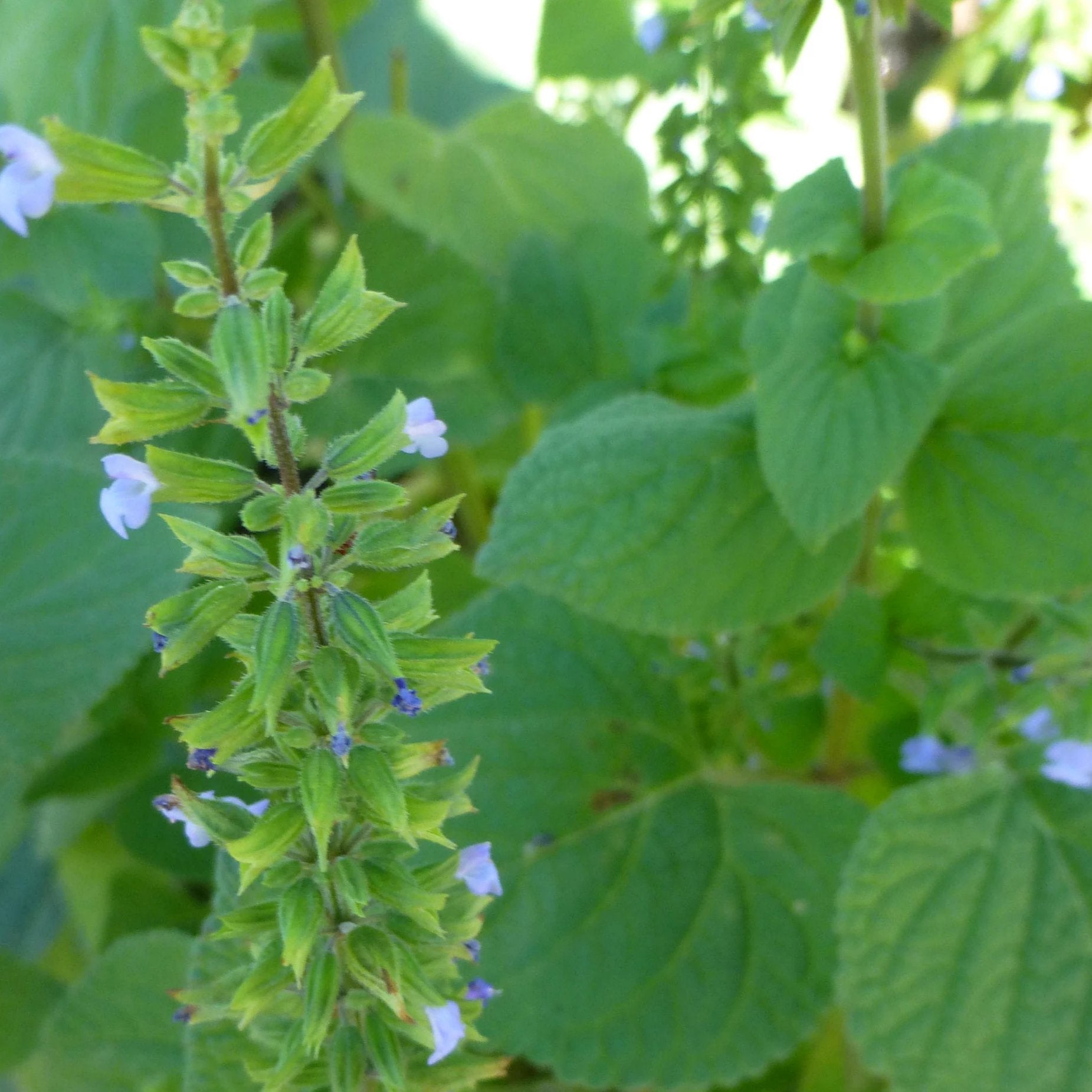 Seeds > Herbs – Native-Seeds-Search