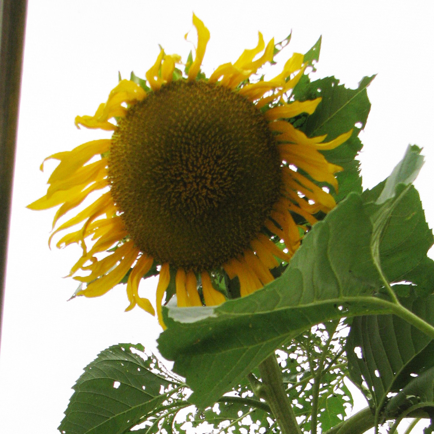 Seeds > Sunflowers – Native-Seeds-Search