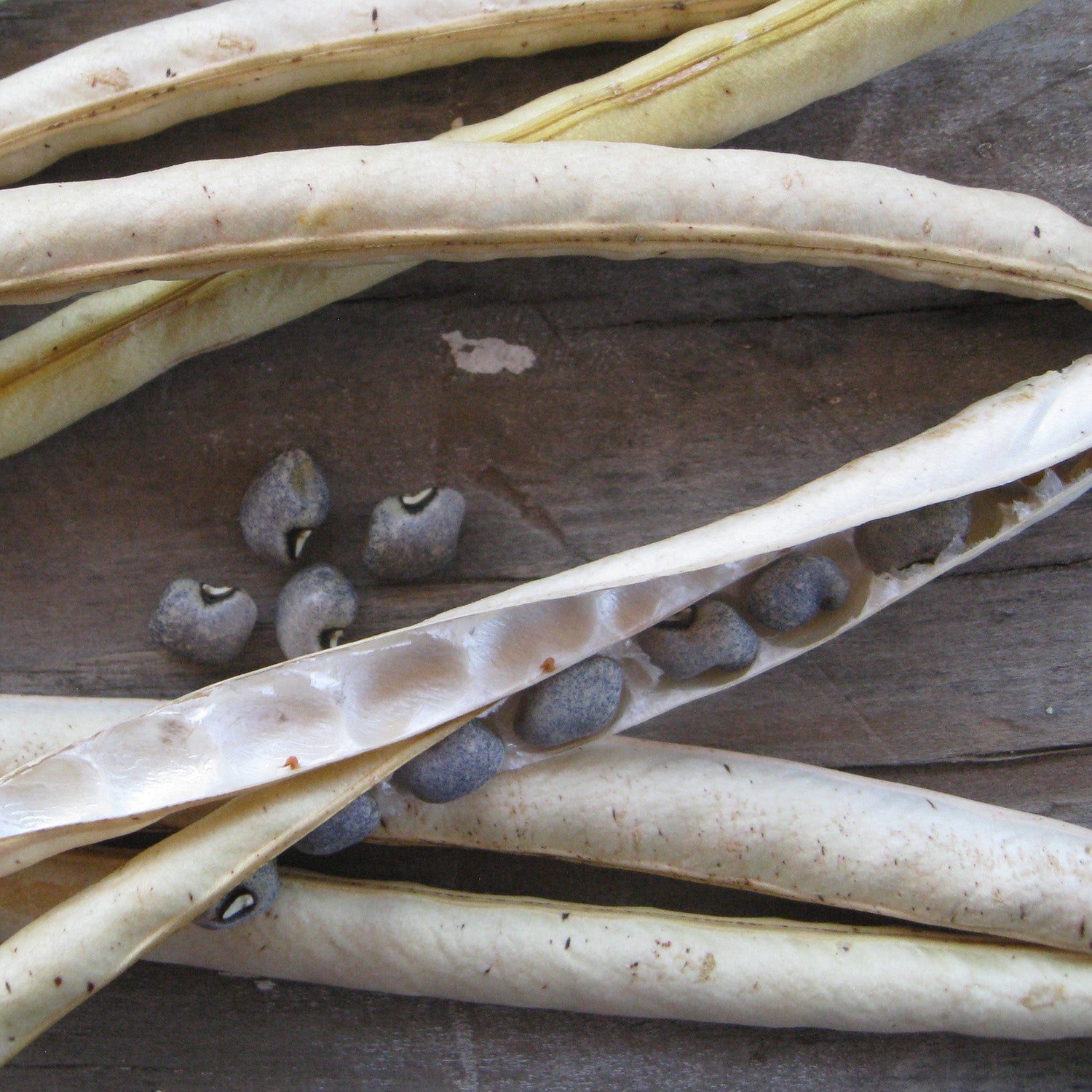 Seeds > Cowpeas/Black-Eyed Peas – Native-Seeds-Search