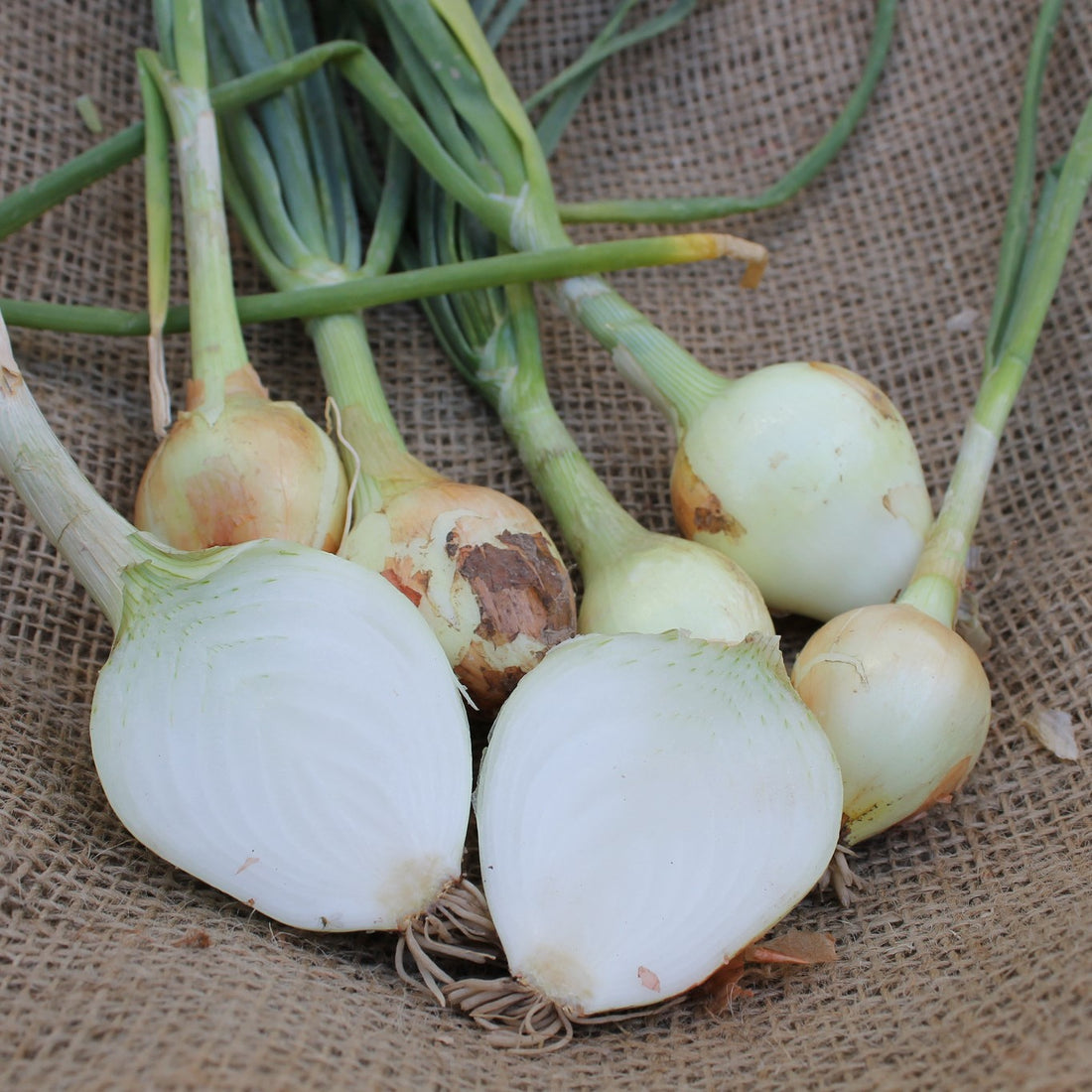 Texas Early Grano – Native-Seeds-Search