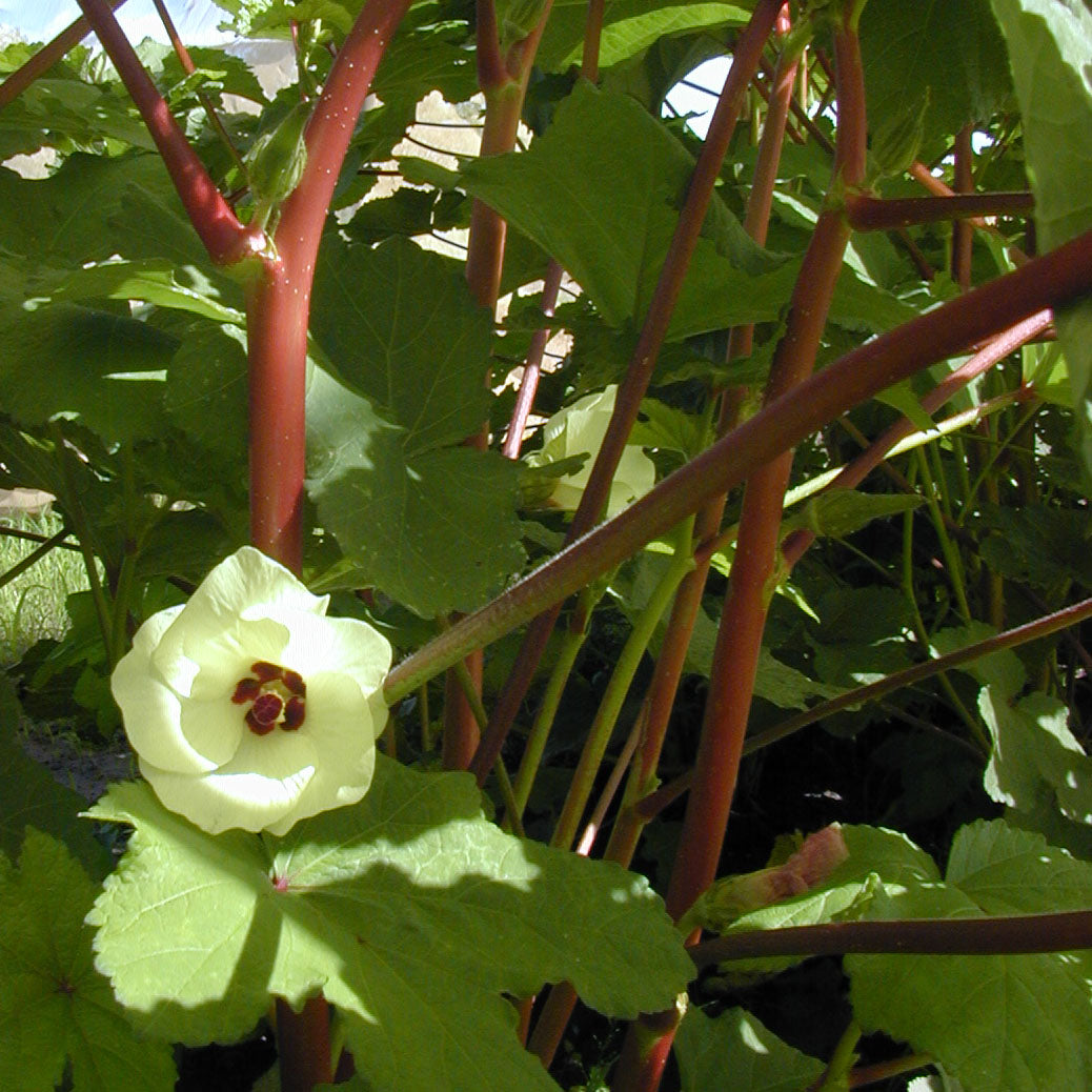 Texas Hill Country Red – Native-Seeds-Search