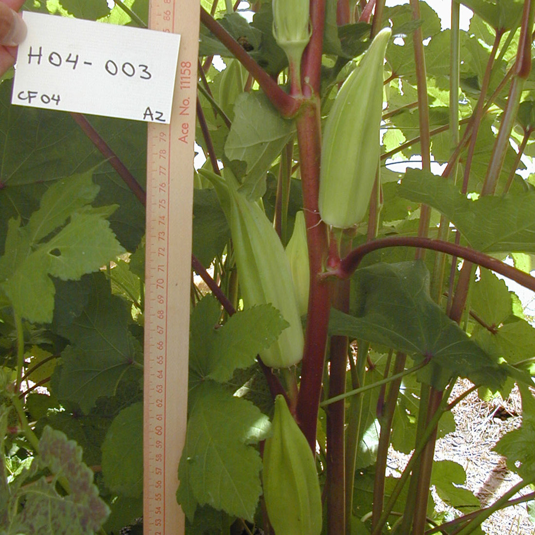 Seeds > Okra – Native-Seeds-Search