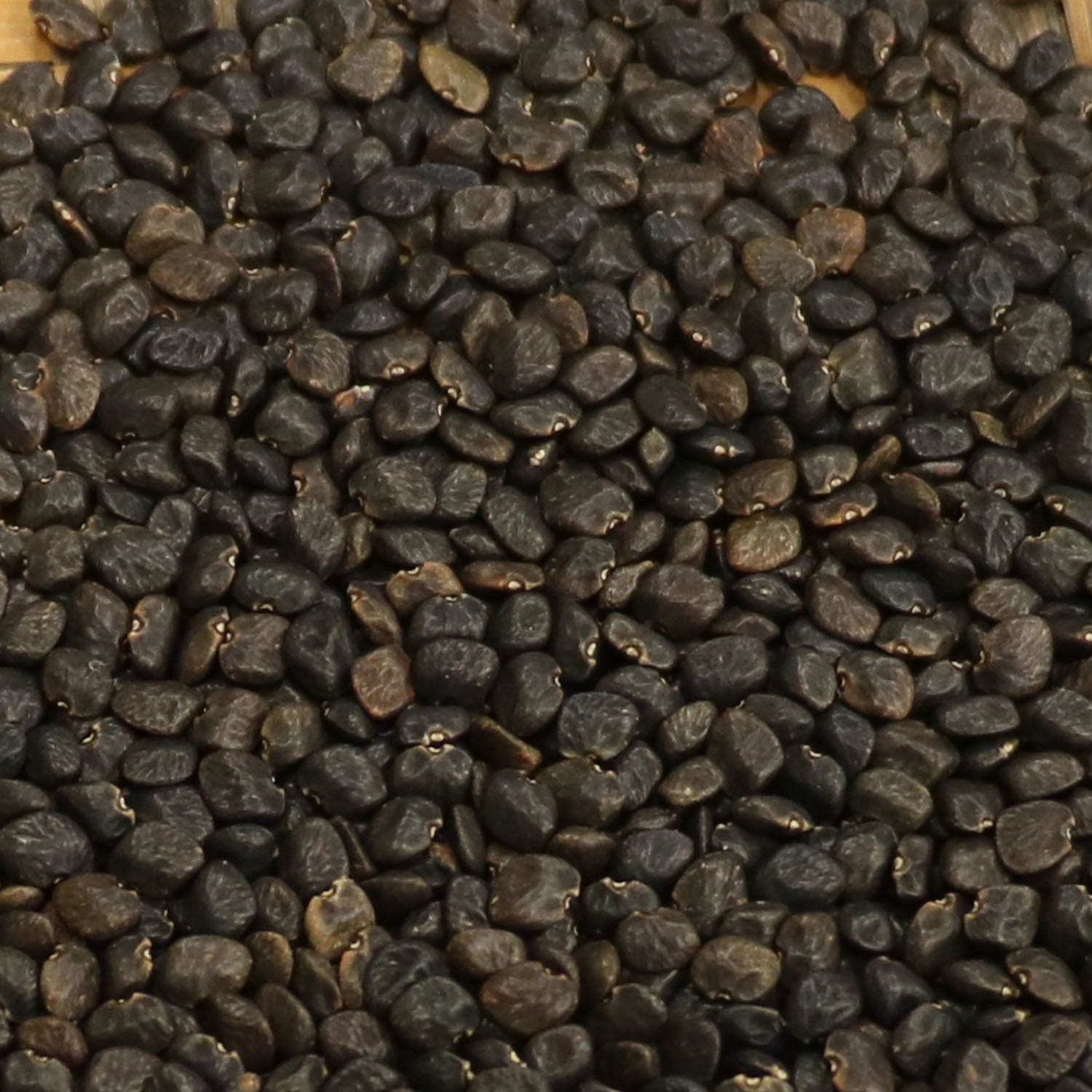 Native Access – Native-Seeds-Search