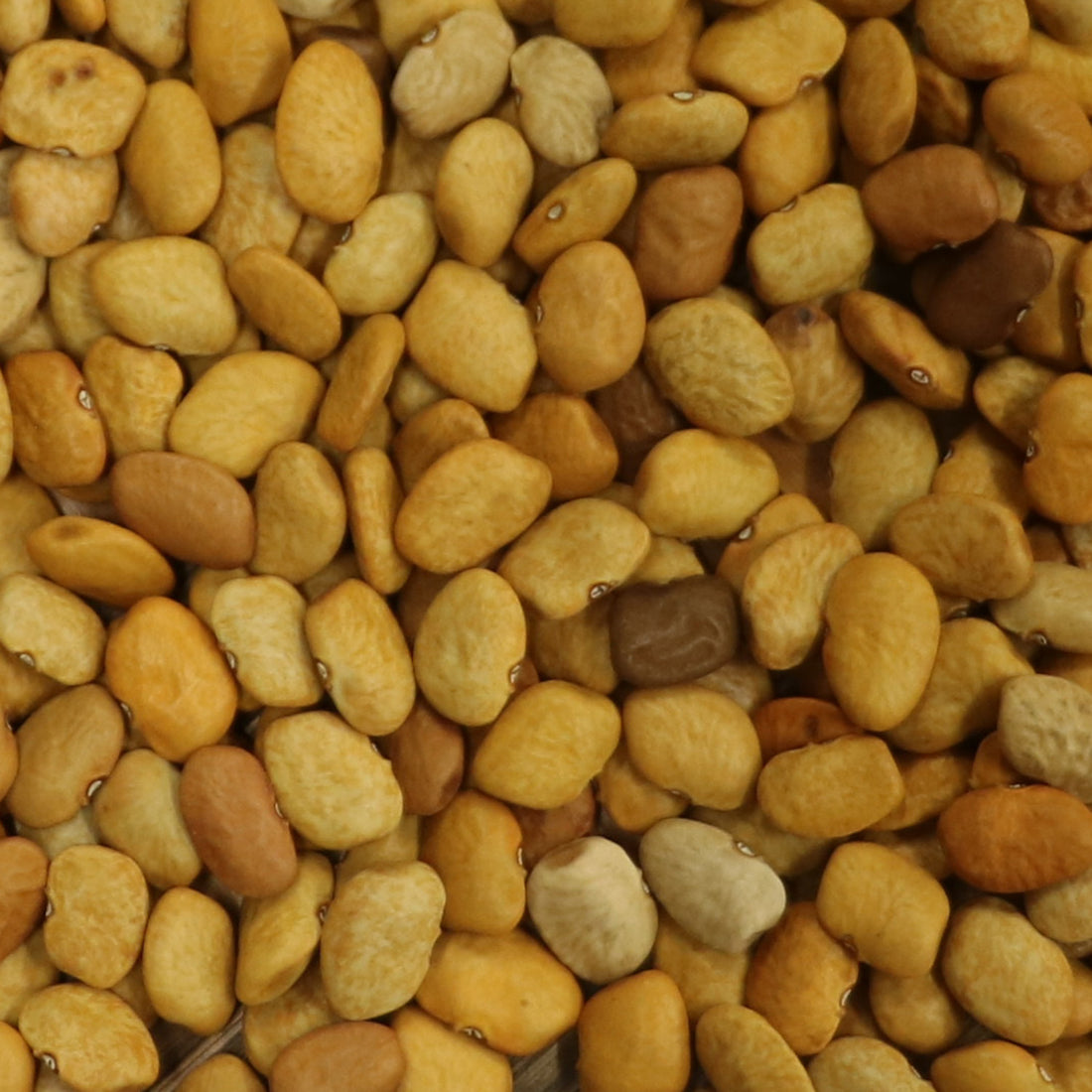 Indigenous Seeds > Bean: Tepary – Native-Seeds-Search