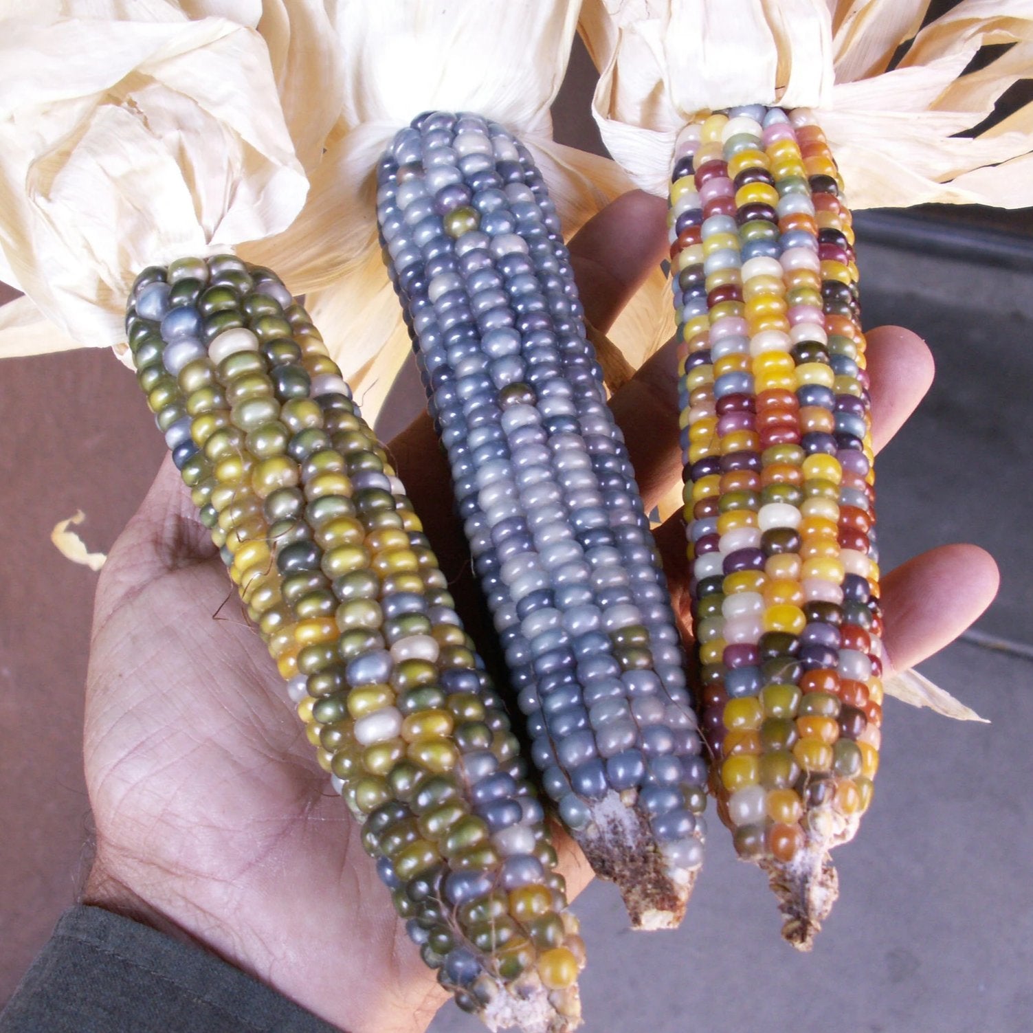 Glass Gem Corn, Glass Gem, Carl's Glass Gem, Carl's Glass Gem Corn ...