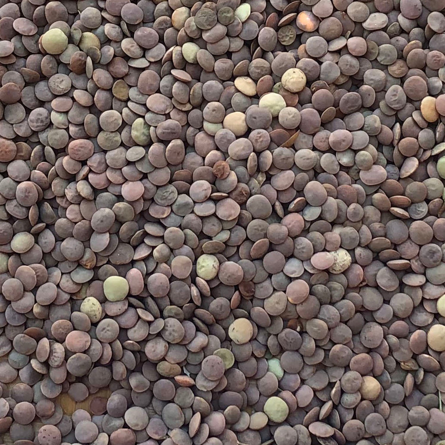 Seeds > Lentils – Native-Seeds-Search