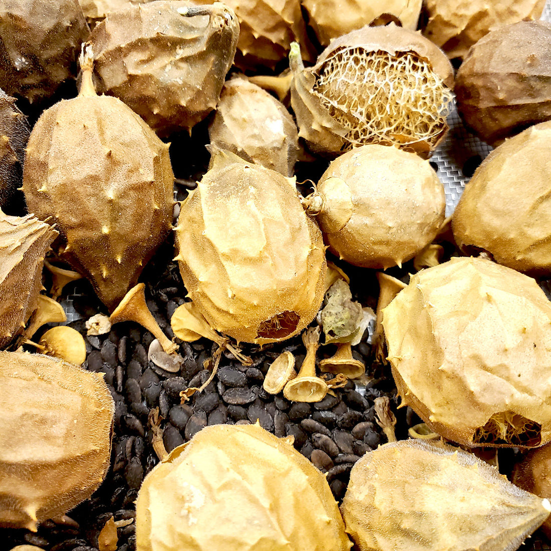 Seeds – Native-Seeds-Search