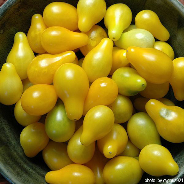 Yellow Pear Tomato – Native-Seeds-Search