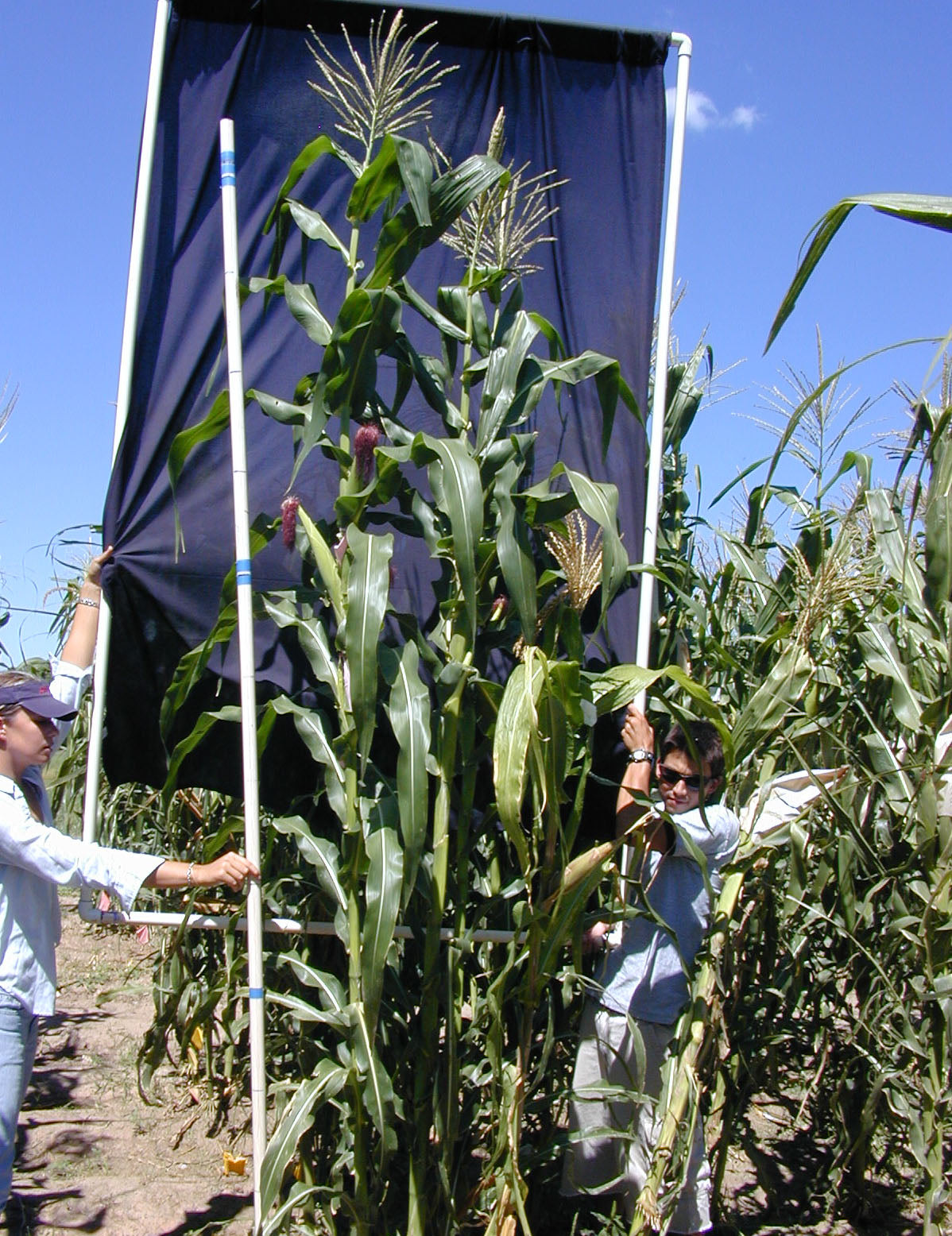 Yoeme Vatchi – Native-Seeds-Search