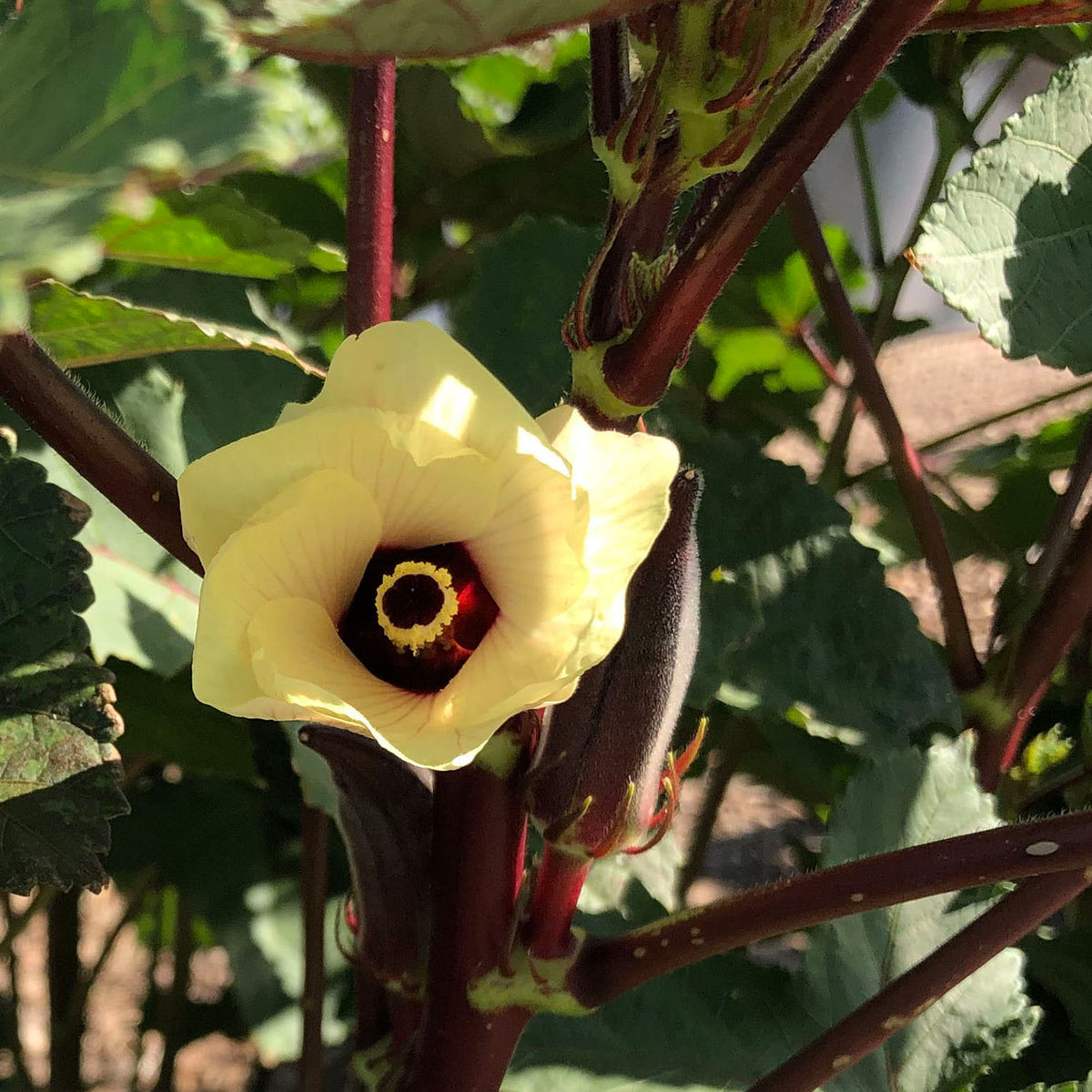 Yuma Red – Native-Seeds-Search