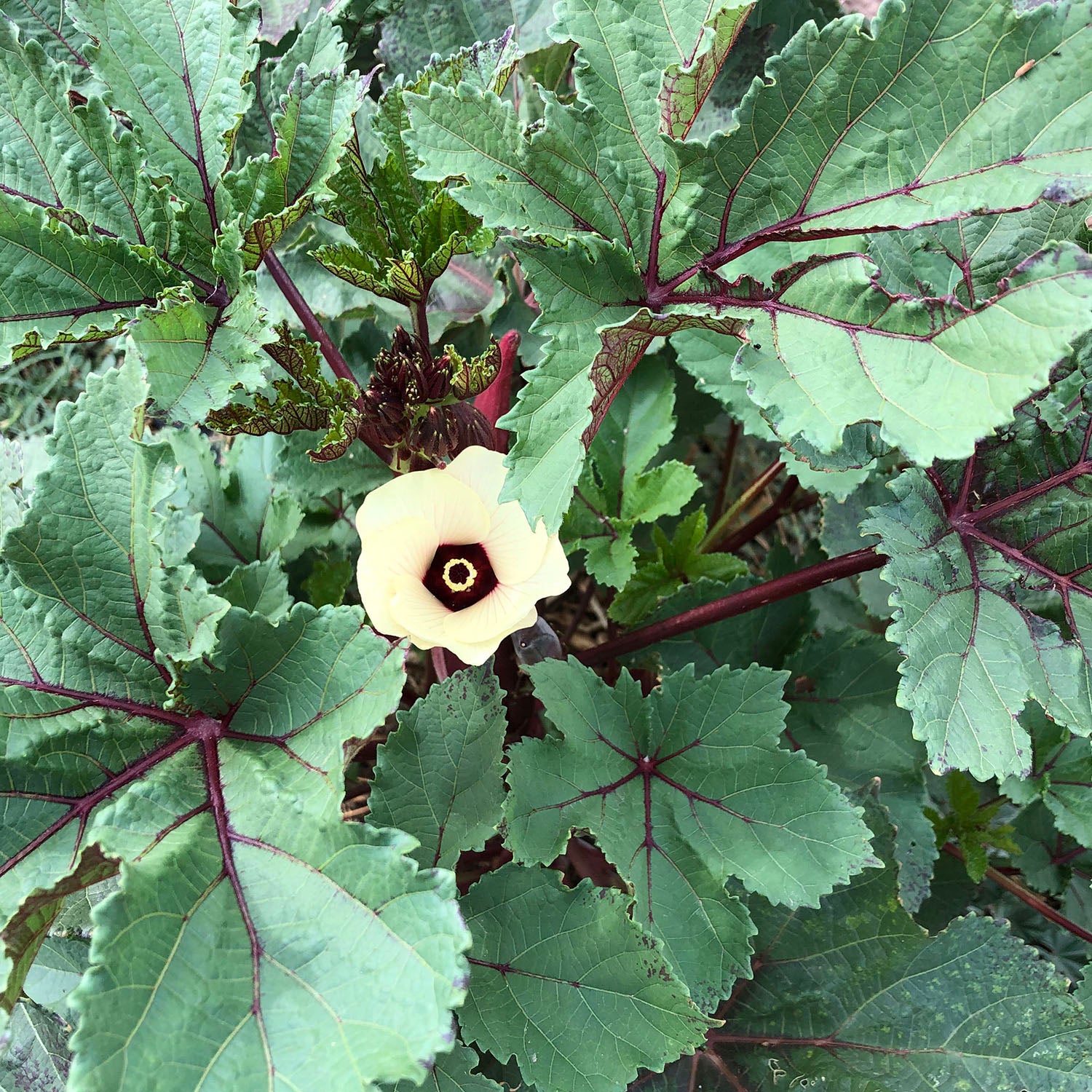 Yuma Red – Native-Seeds-Search