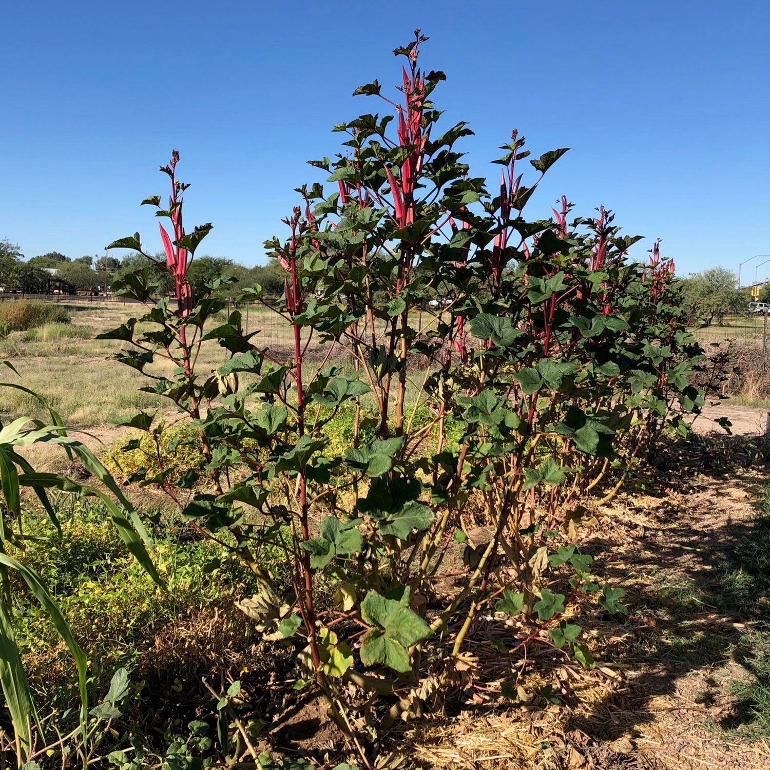 Yuma Red – Native-Seeds-Search