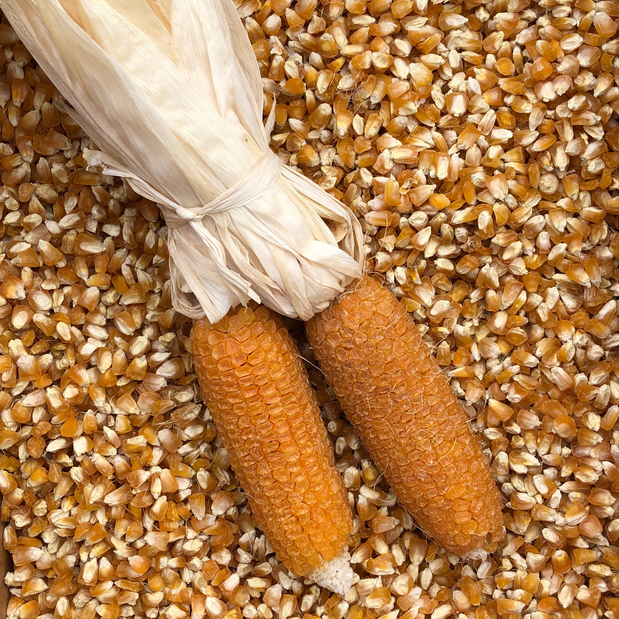 NASR > Yuman / Quechan – Native-Seeds-Search