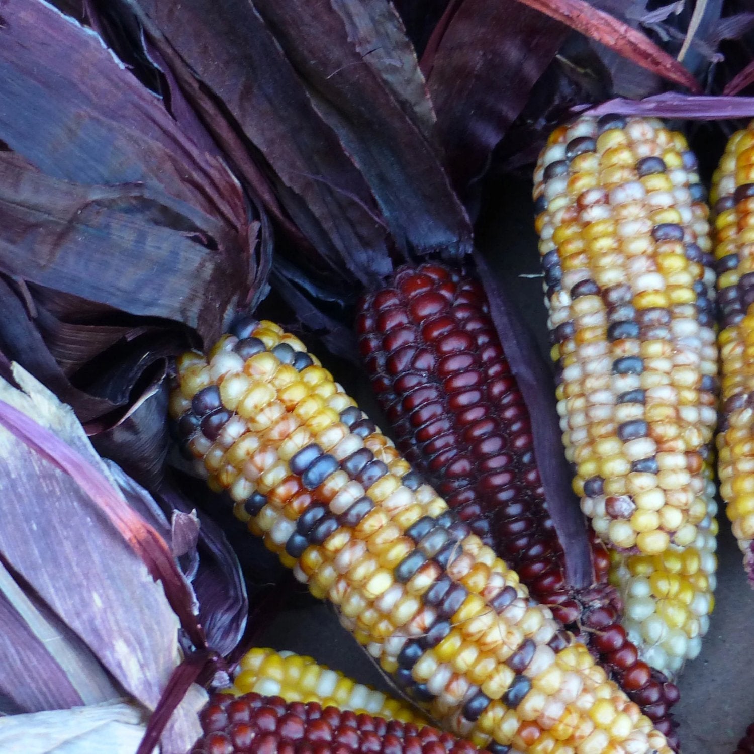 Native Seeds Search: Specializing in drought tolerant heirloom seeds ...