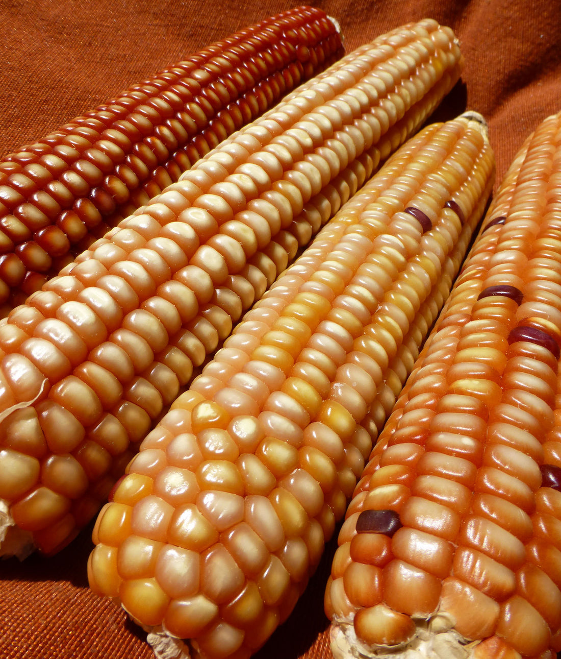 Rarámuri Maiz Caliente – Native-Seeds-Search