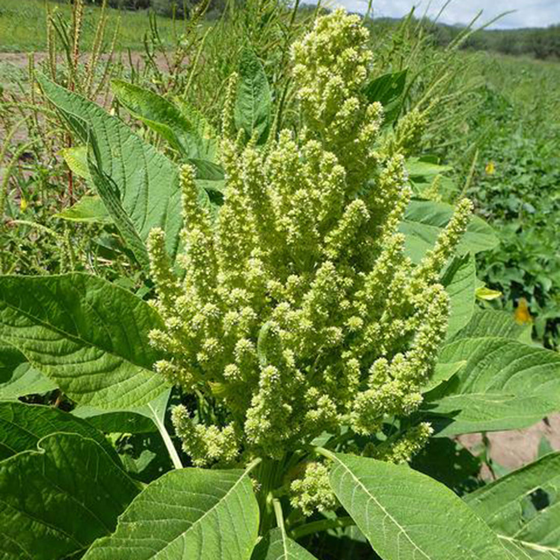 Seeds > Amaranth – Native-Seeds-Search