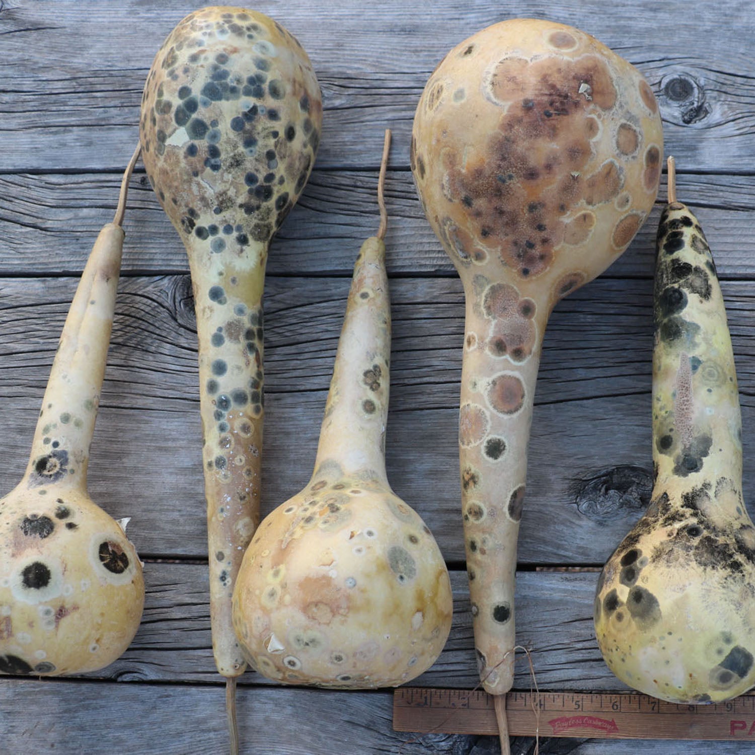 Seeds – Native-Seeds-Search