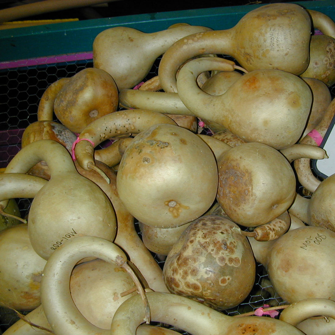 Apache Dipper – Native-Seeds-Search