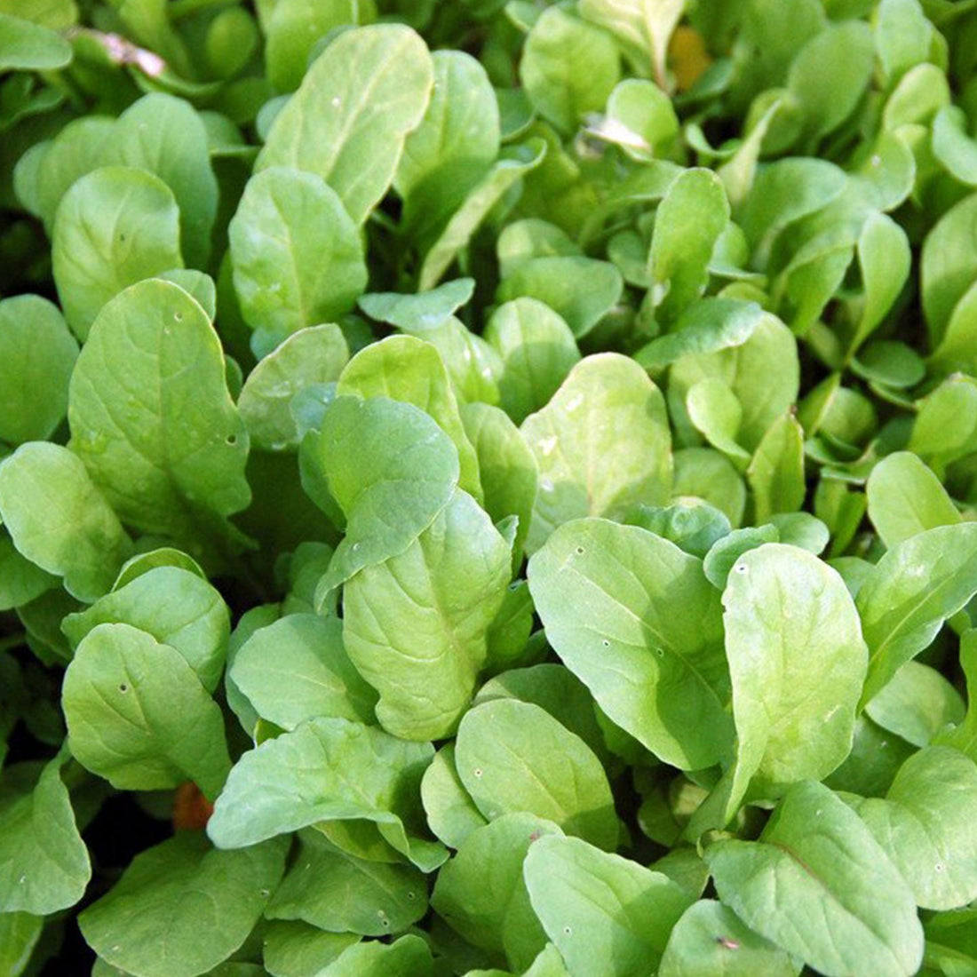 Seeds > Tucson Seed – Native-Seeds-Search