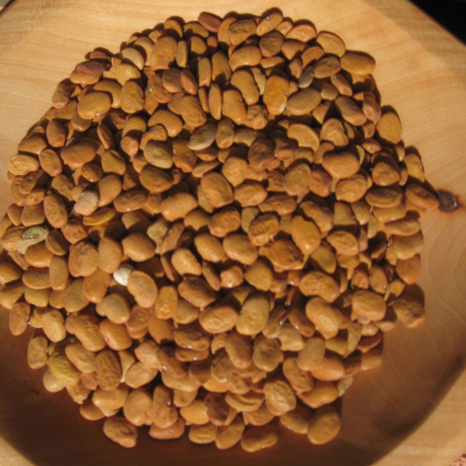 Food > Beans – Native-Seeds-Search