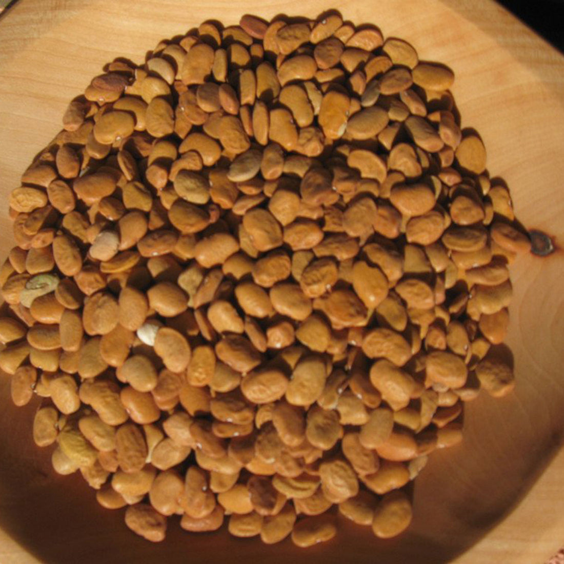 Food > Beans – Native-Seeds-Search