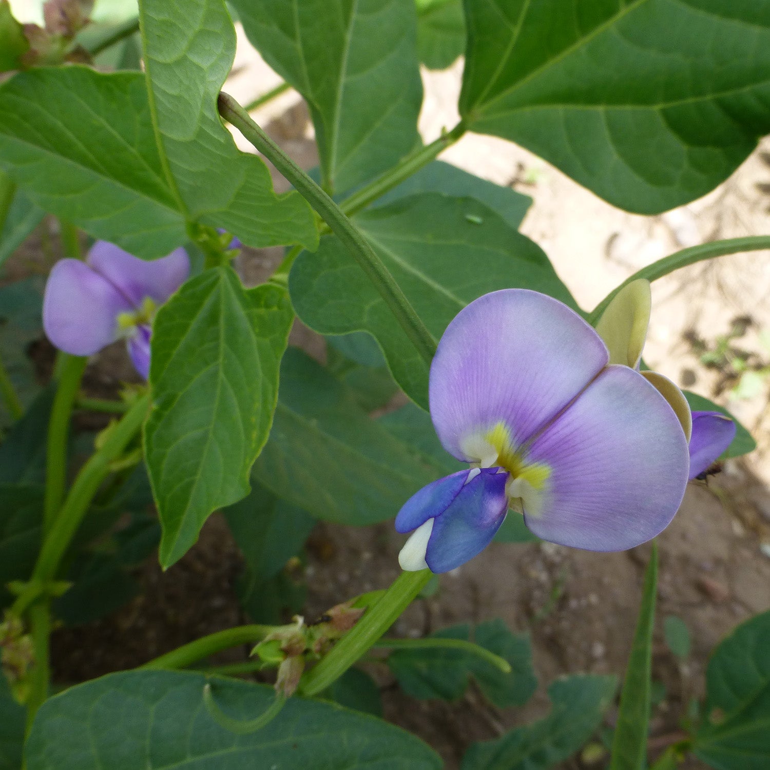 Caje Muni – Native-Seeds-Search