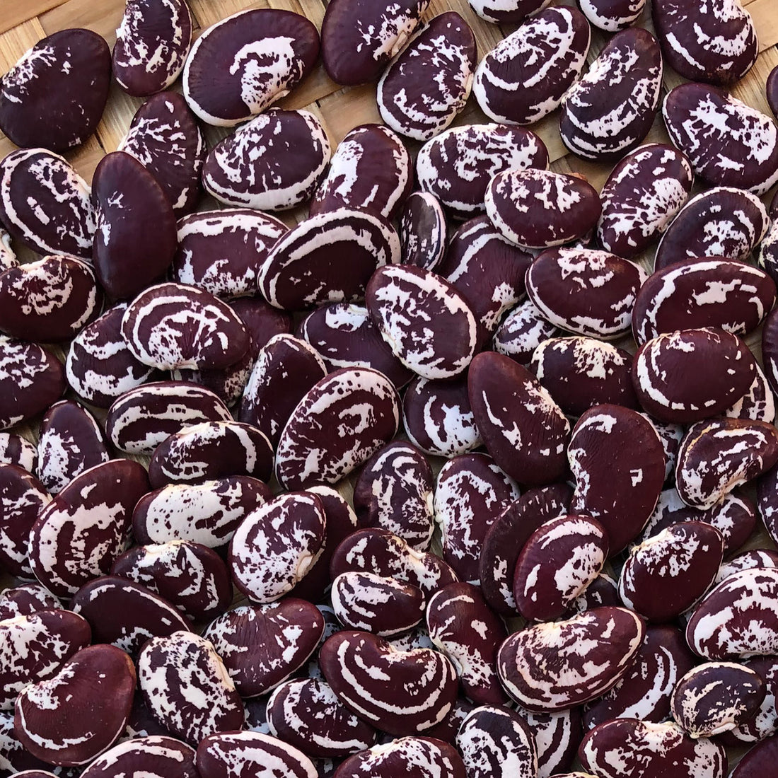 Seeds – Native-Seeds-Search